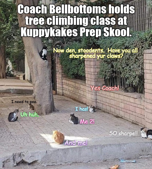 Classes are very challanging - Lolcats - lol | cat memes | funny cats ...