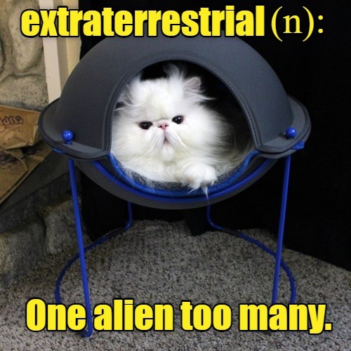 Daffynition- Extraterrestrial - Lolcats - lol | cat memes | funny cats ...