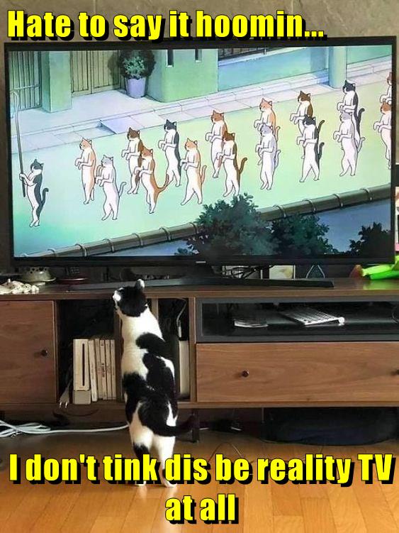 Reality TV - Lolcats - lol | cat memes | funny cats | funny cat ...