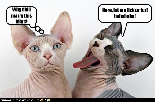 Why - Lolcats - lol | cat memes | funny cats | funny cat pictures with ...