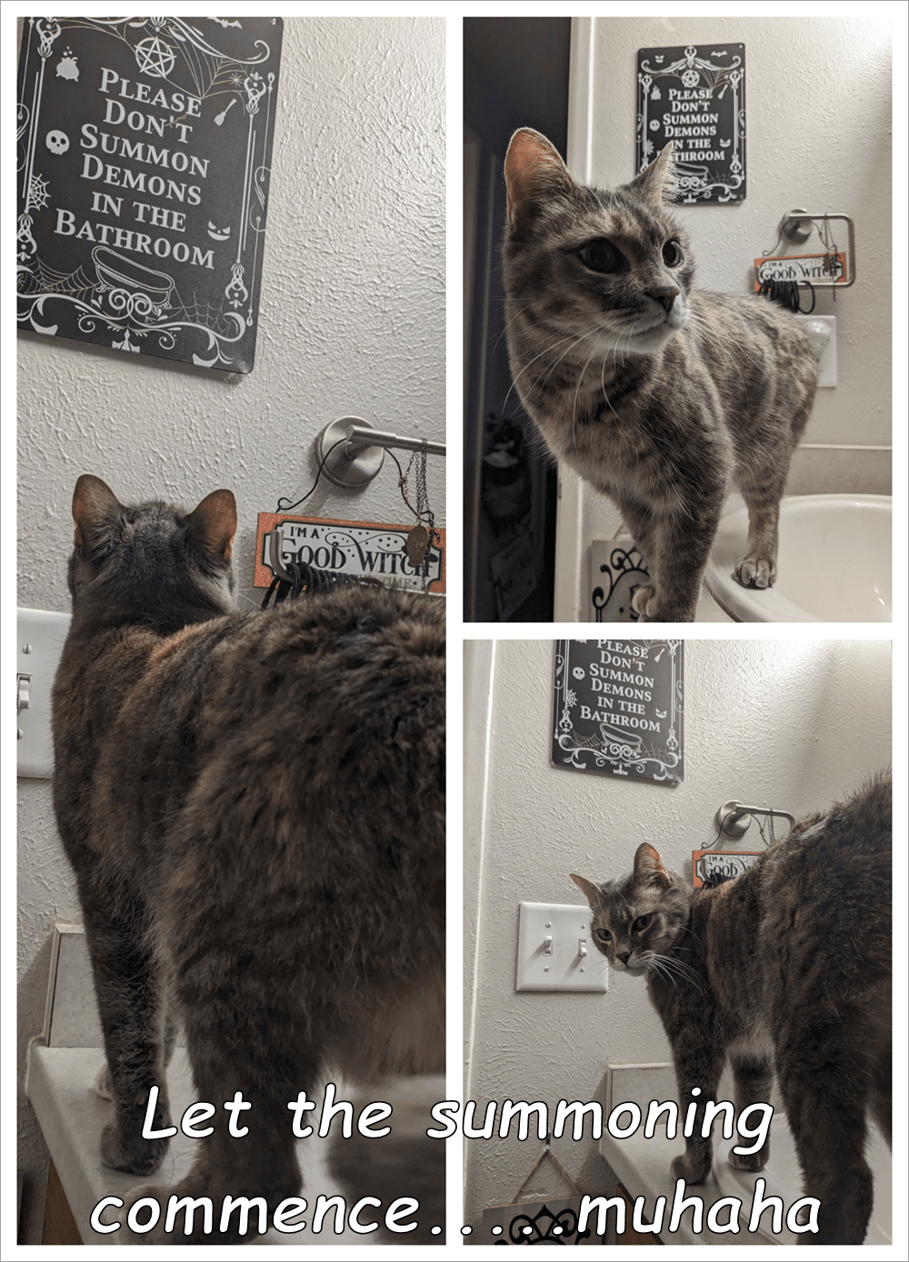 Muhaha - Lolcats - lol | cat memes | funny cats | funny cat pictures ...