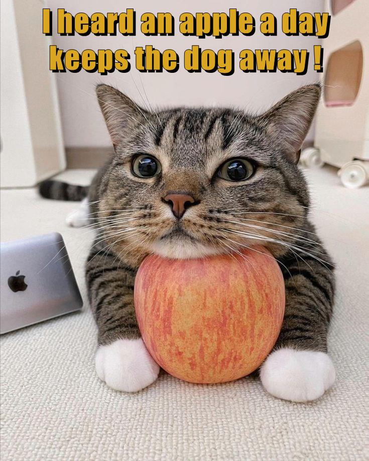 Worth it - Lolcats - lol | cat memes | funny cats | funny cat pictures ...