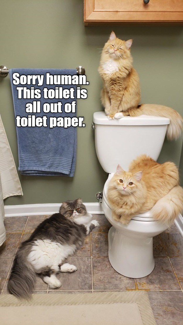 All out - Lolcats - lol | cat memes | funny cats | funny cat pictures ...