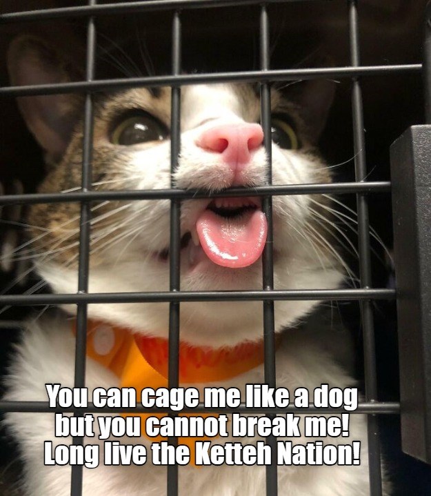 Long live Ketteh Nation - Lolcats - lol | cat memes | funny cats ...