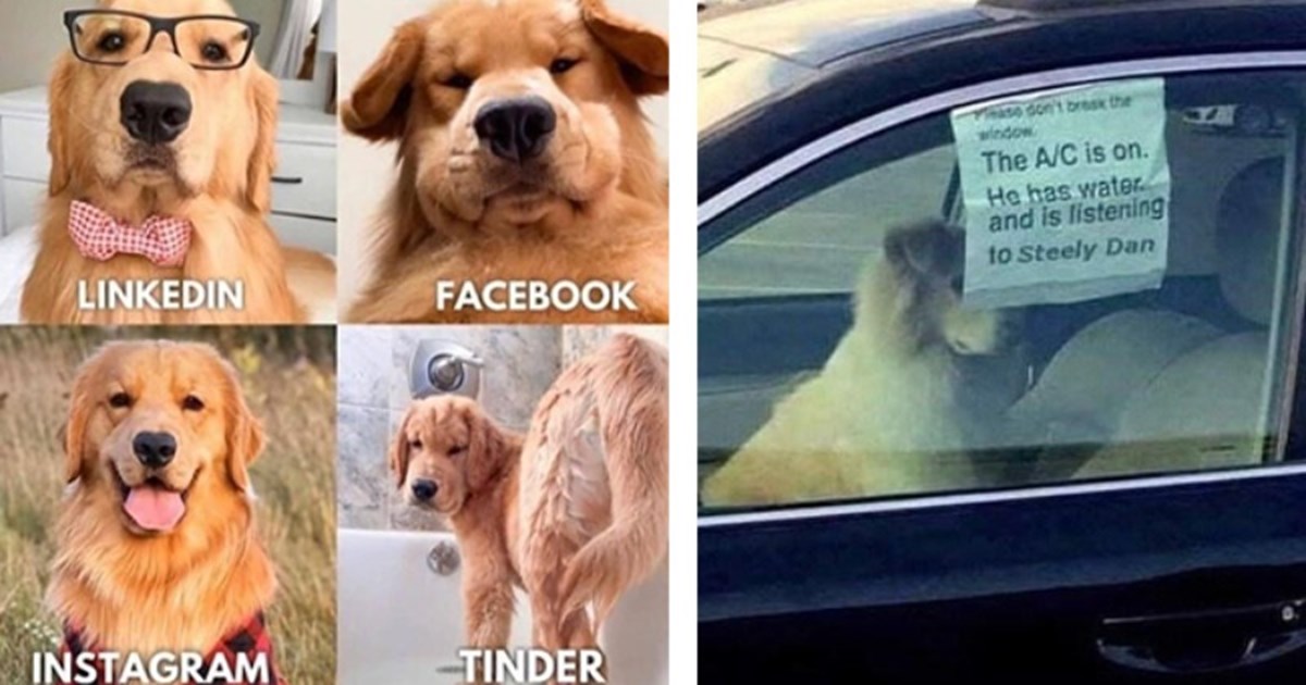 20 Sweet And Silly Dog Memes For Sunshine On A Cloudy Day - I Can Has ...