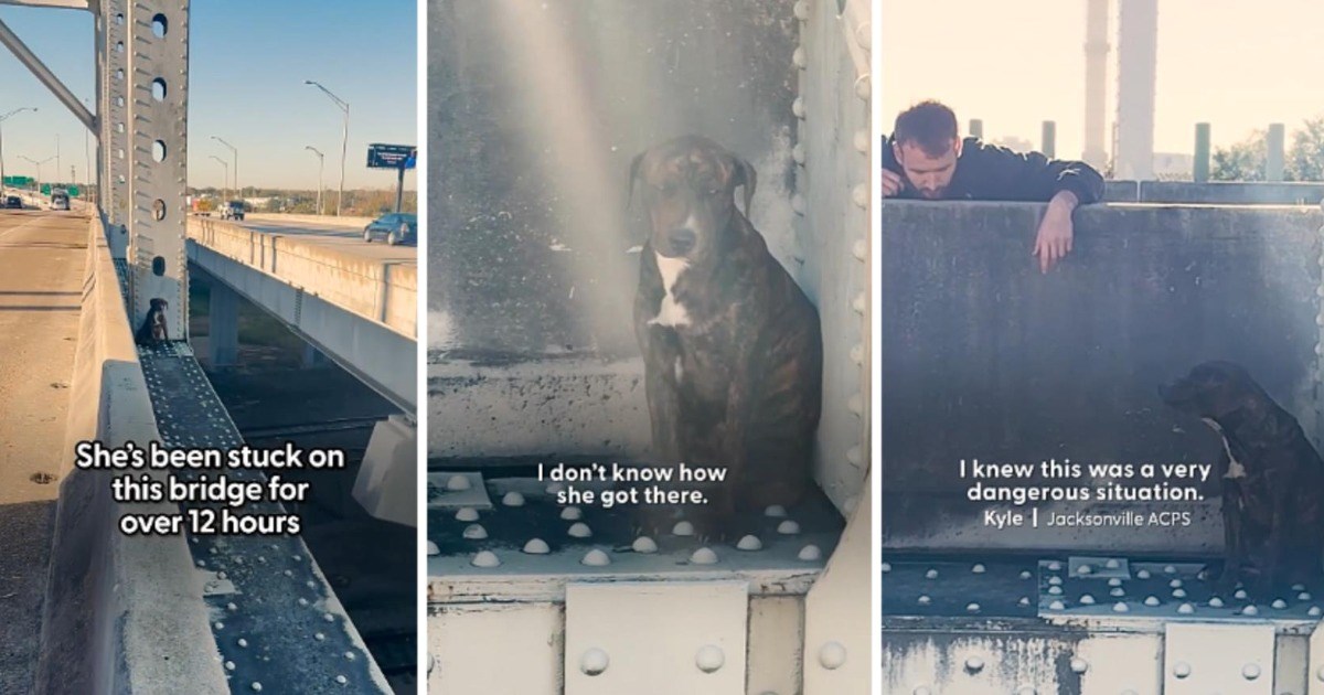 Dog Spends 12 Hours Trapped on a Bridge Before Rescuers Save Her and ...