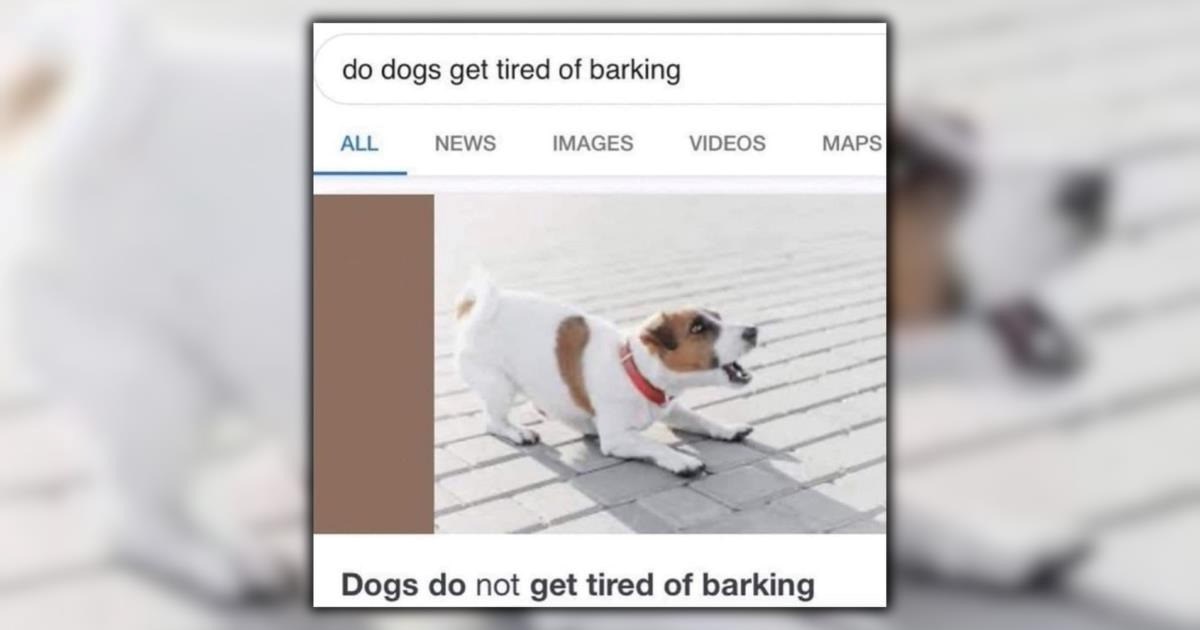 28 Dazzling Dog Memes That Bark up the Right Tree - Animal Comedy ...