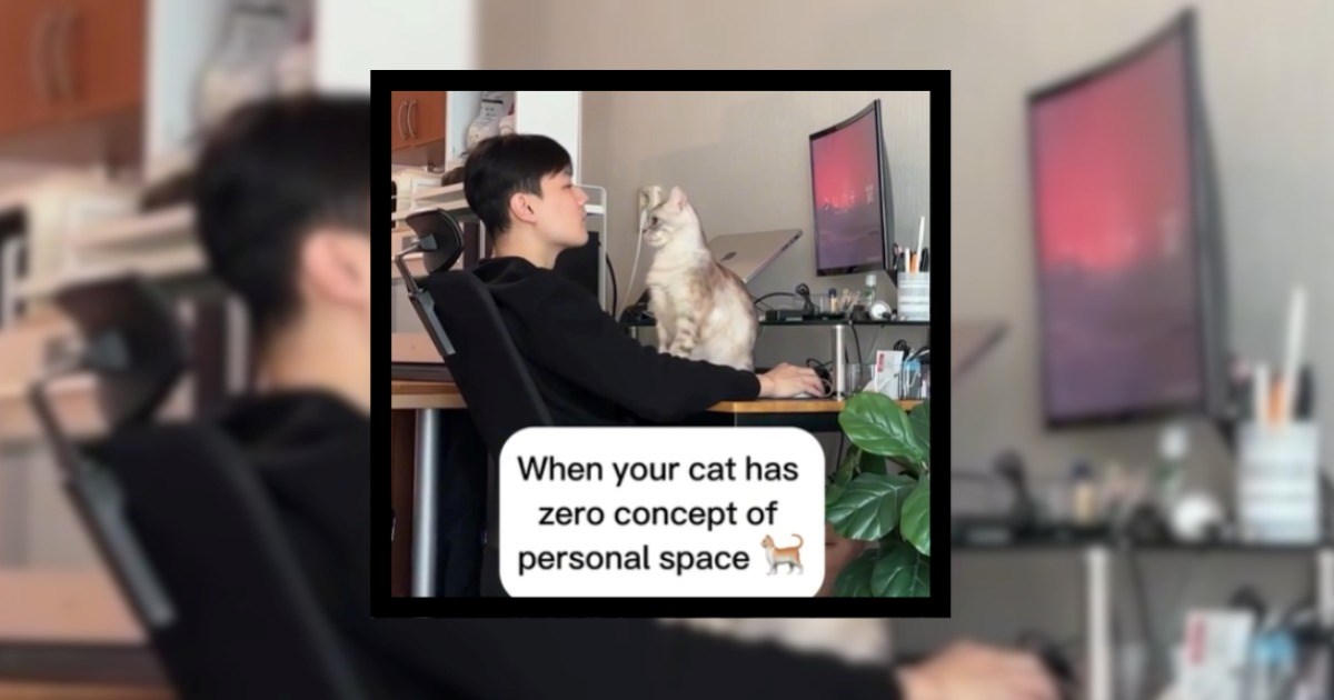 21 Morning Cat Memes for Anyone Mentally Preparing for the Workweek - I ...