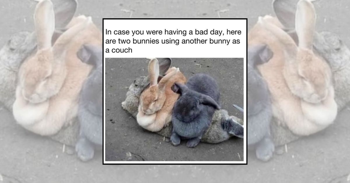 23 Soft & Sweet Animal Memes With Extra Floof, Tiny Meows, and Gentle ...