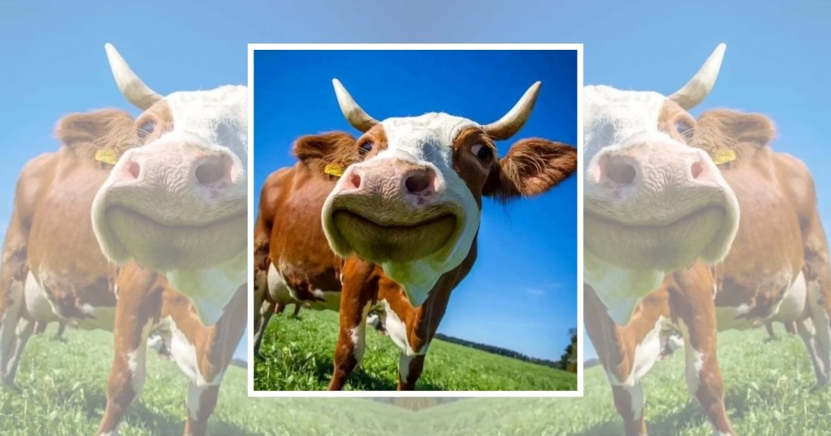 Feeling a Little Moo-dy? These 21 Fluffy Derpy Cow Pics Might Ease the ...