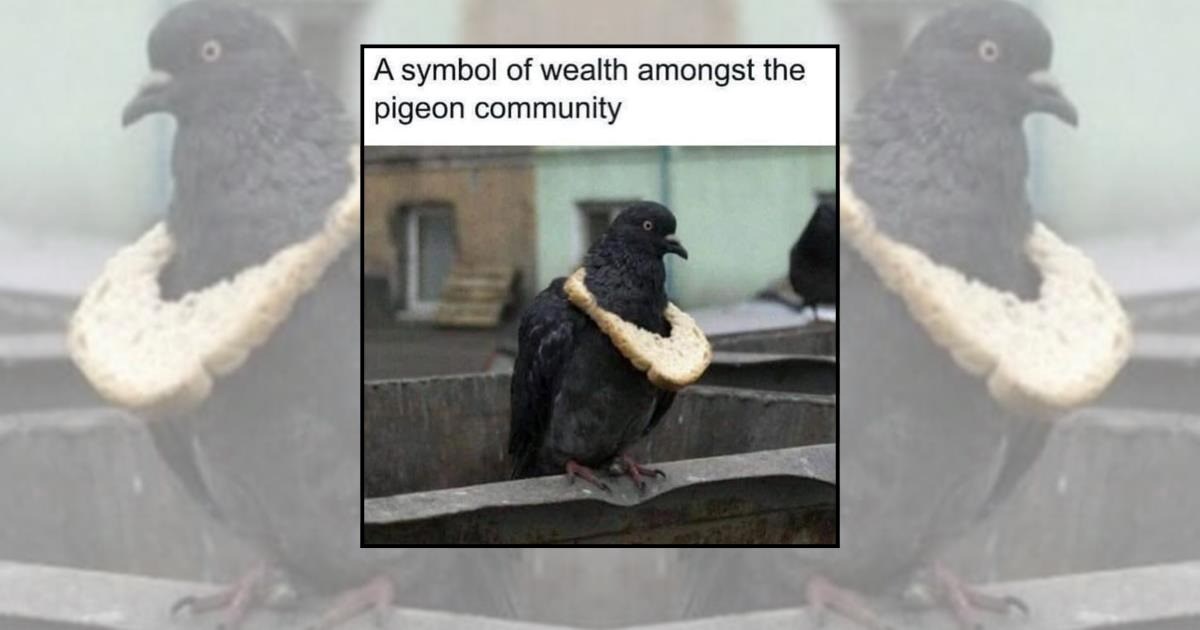 Your Daily Dose of 22 Wholesome Animal Memes for a Softer State of Mind ...