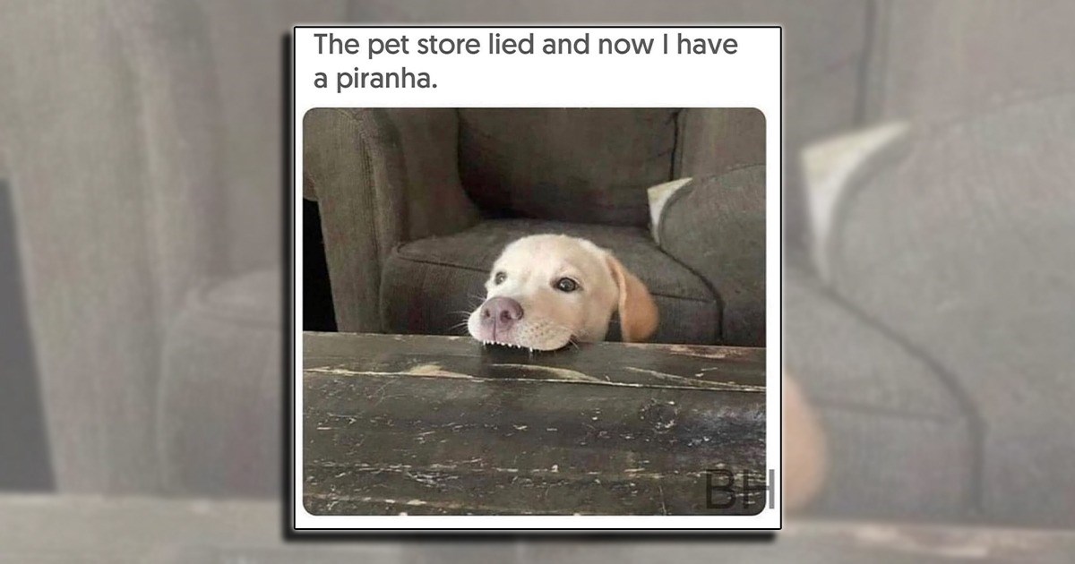 'Good boys get good memes': 21 Dog Memes to Fill Your Morning Cup with ...