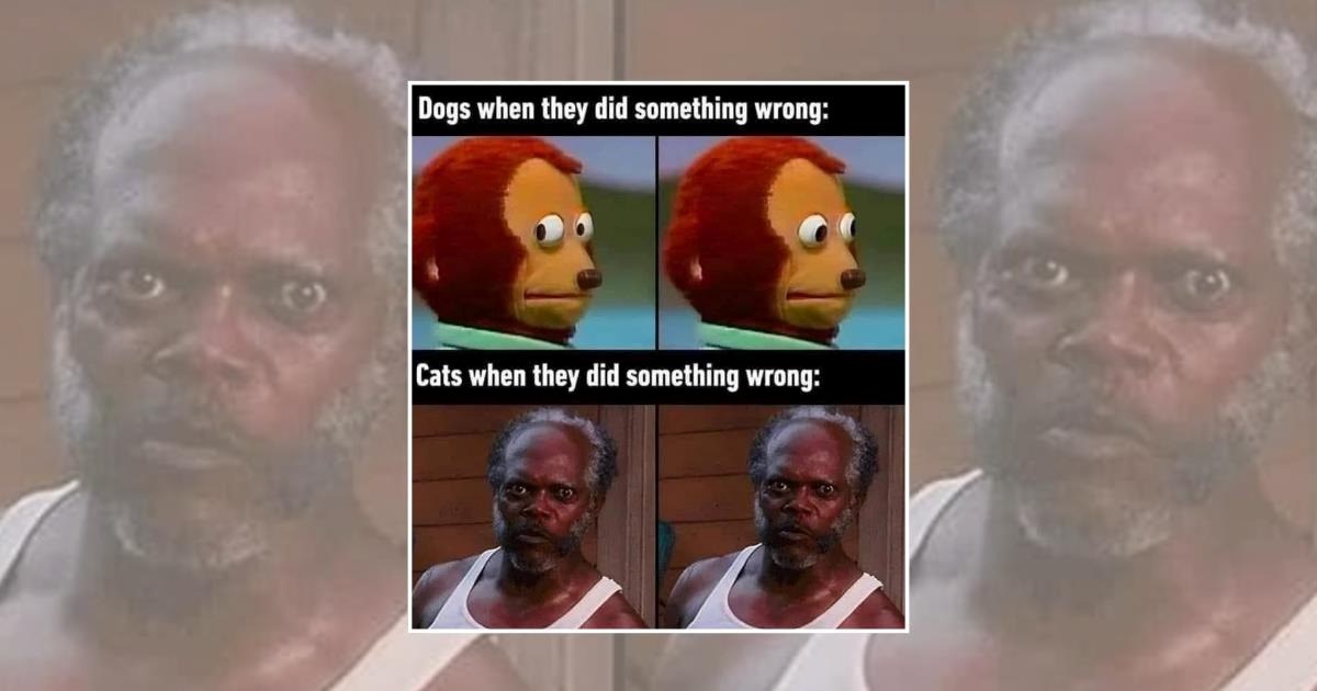 The Internet's Favorite Frenemies Star in These 21 Cat and Dog Memes ...