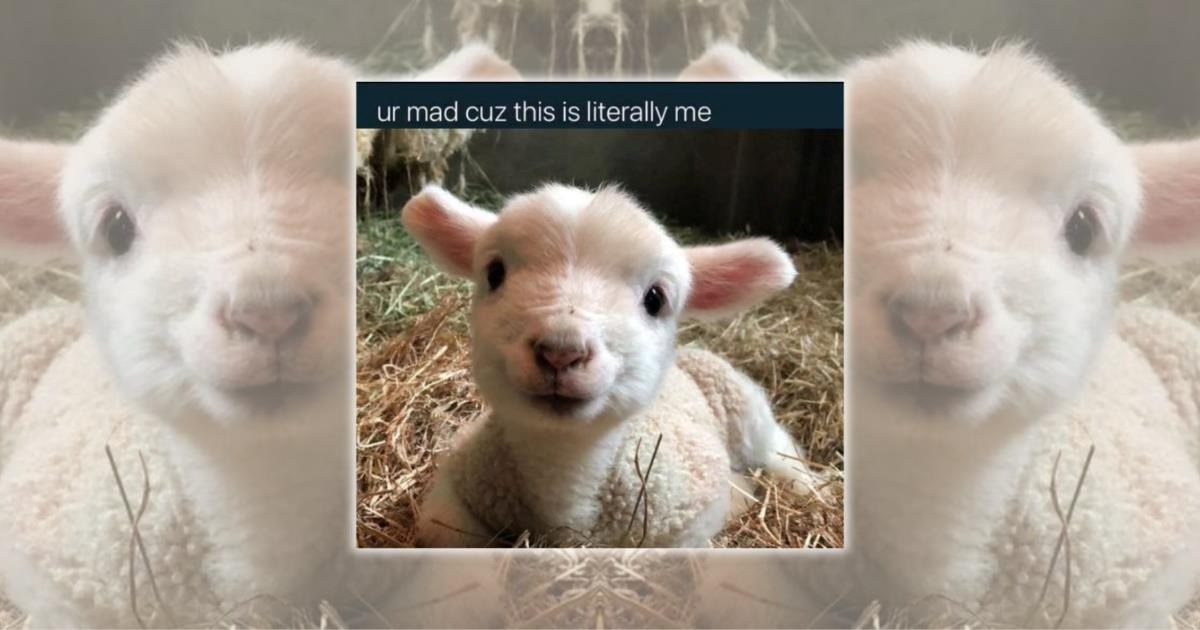 22 Baaa-rilliant Baby Lamb Memes That Bring the Fluffiest Kind of ...