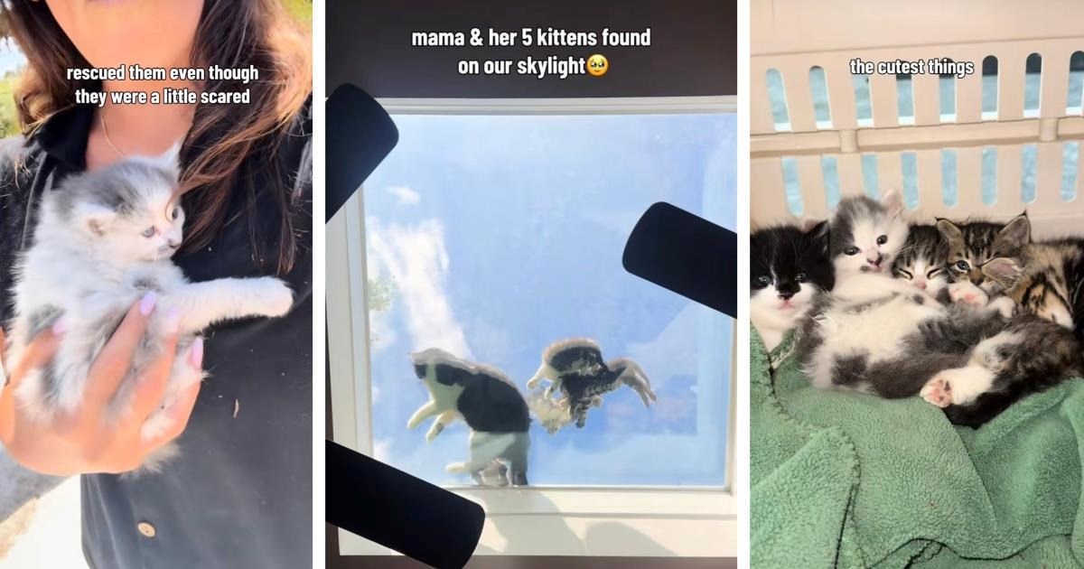 Mama cat cares for her five kittens on top of hooman's skylight, hooman ...