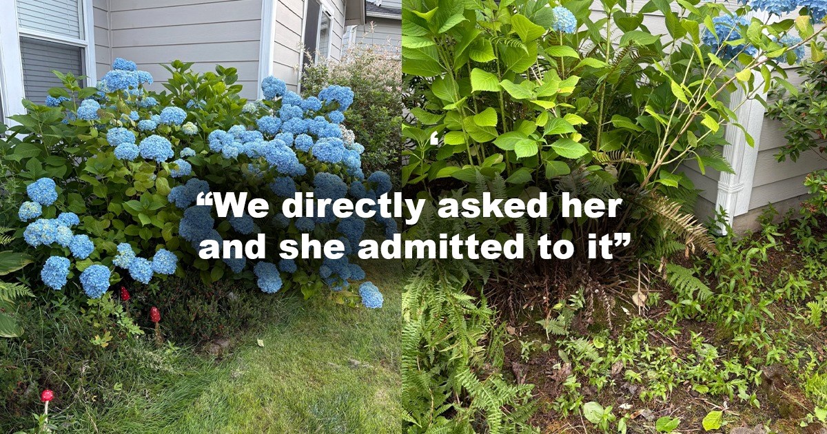 85-year-old neighbor hacks down neighbor's beautiful hydrangea bush ...